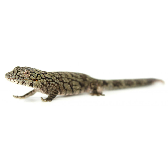 Eurydactylodes agricolae - Gecko caméléon de Bauer