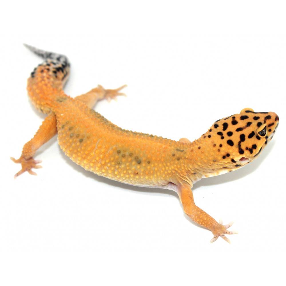 Eublepharis macularius "Emerine" ♀ - Gecko léopard