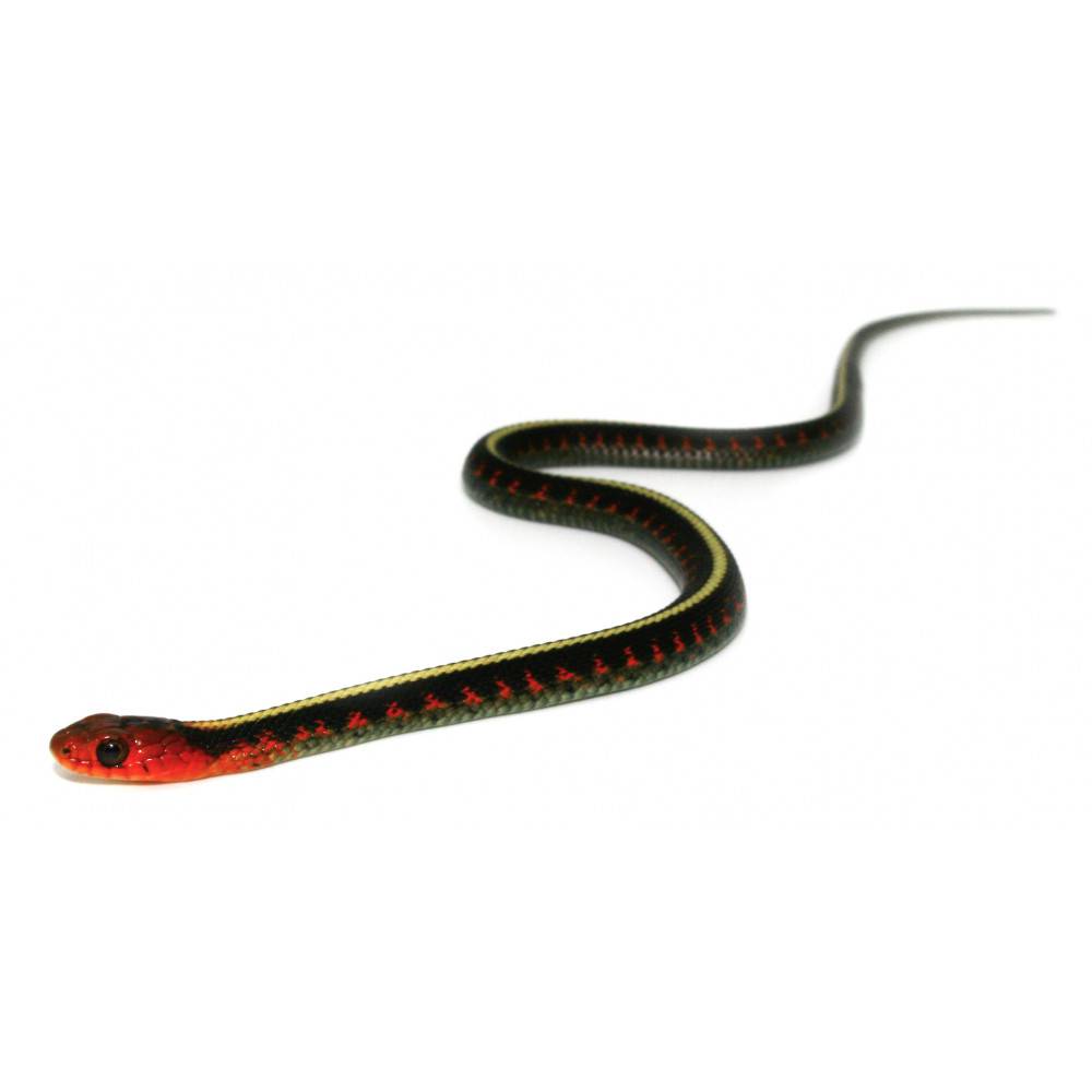 Thamnophis sirtalis concinnus - Serpent jarretière à points rouges
