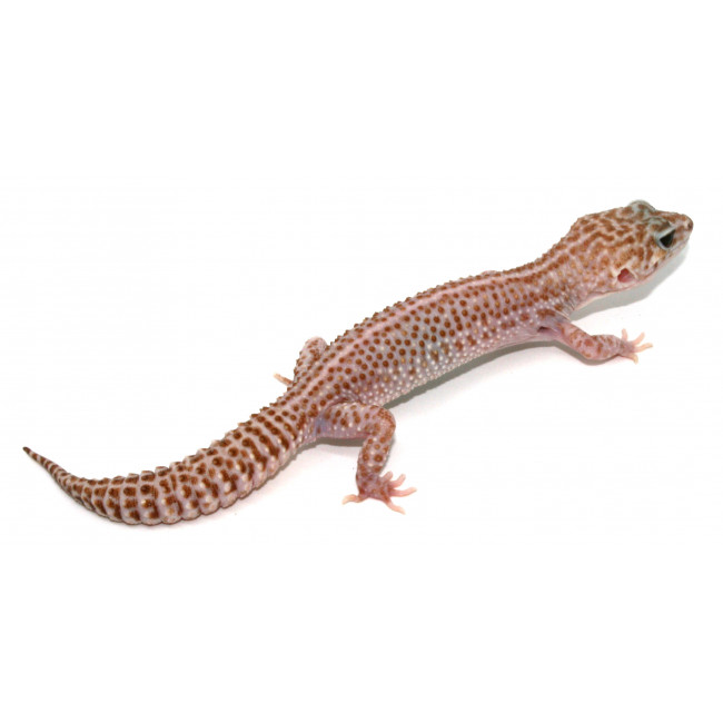 Eublepharis macularius "Super Mack snow Tremper" ♂ - Gecko léopard