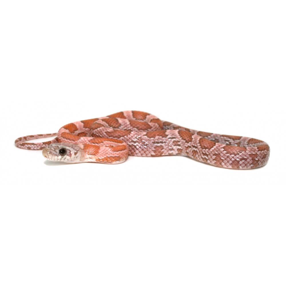 Pantherophis guttatus "Ghost specter" - Serpent des blés