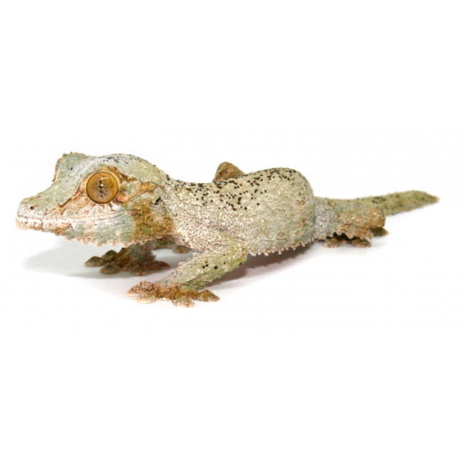Uroplatus sikorae - Gecko à queue de feuille