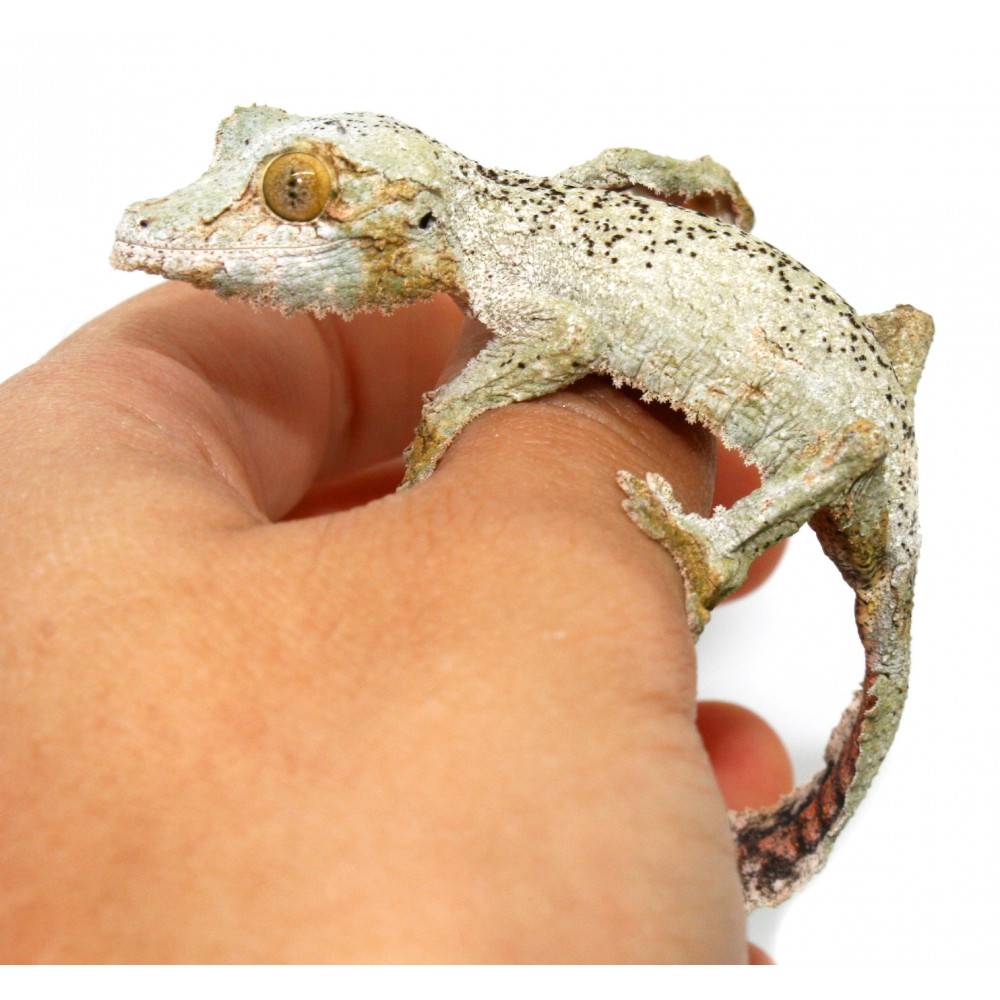 Uroplatus sikorae - Gecko à queue de feuille