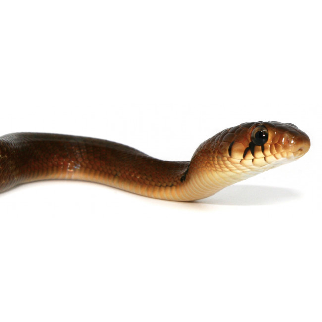 Drymarchon melanurus melanurus - Serpent indigo