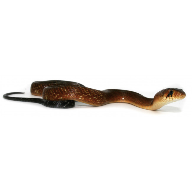 Drymarchon melanurus melanurus - Serpent indigo