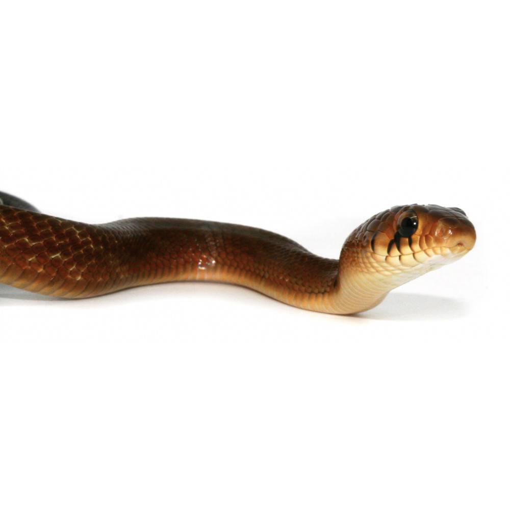 Drymarchon melanurus melanurus - Serpent indigo