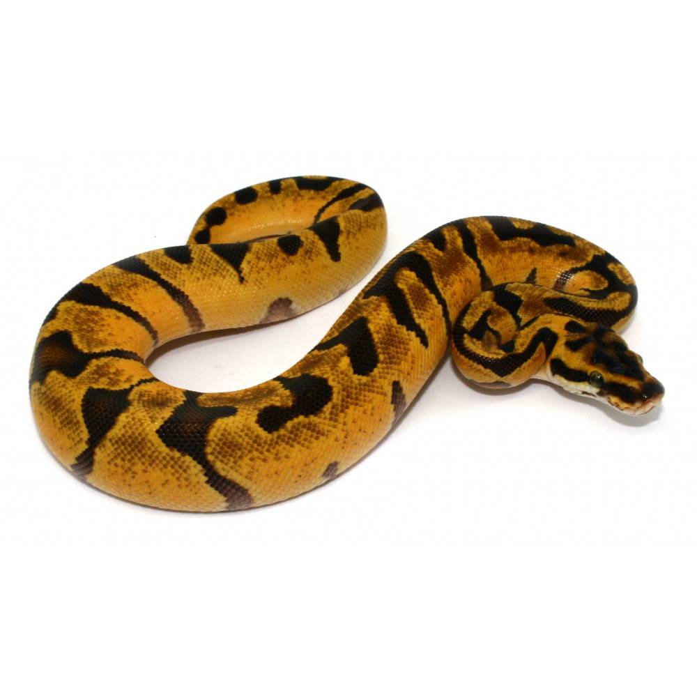 Python regius "Super Enchi" - Python royal