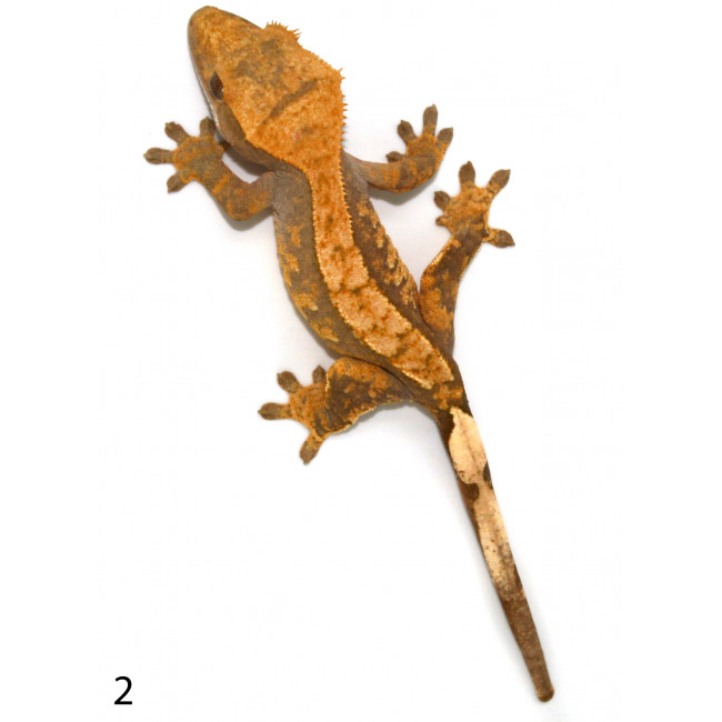 Correlophus ciliatus "Fire" JEUNE - Gecko à crête