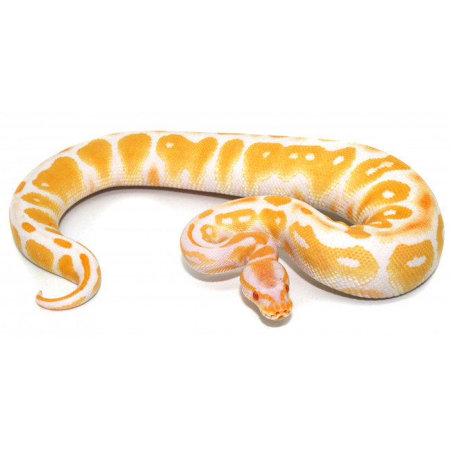 Python regius "Black-head Albinos" - Python royal
