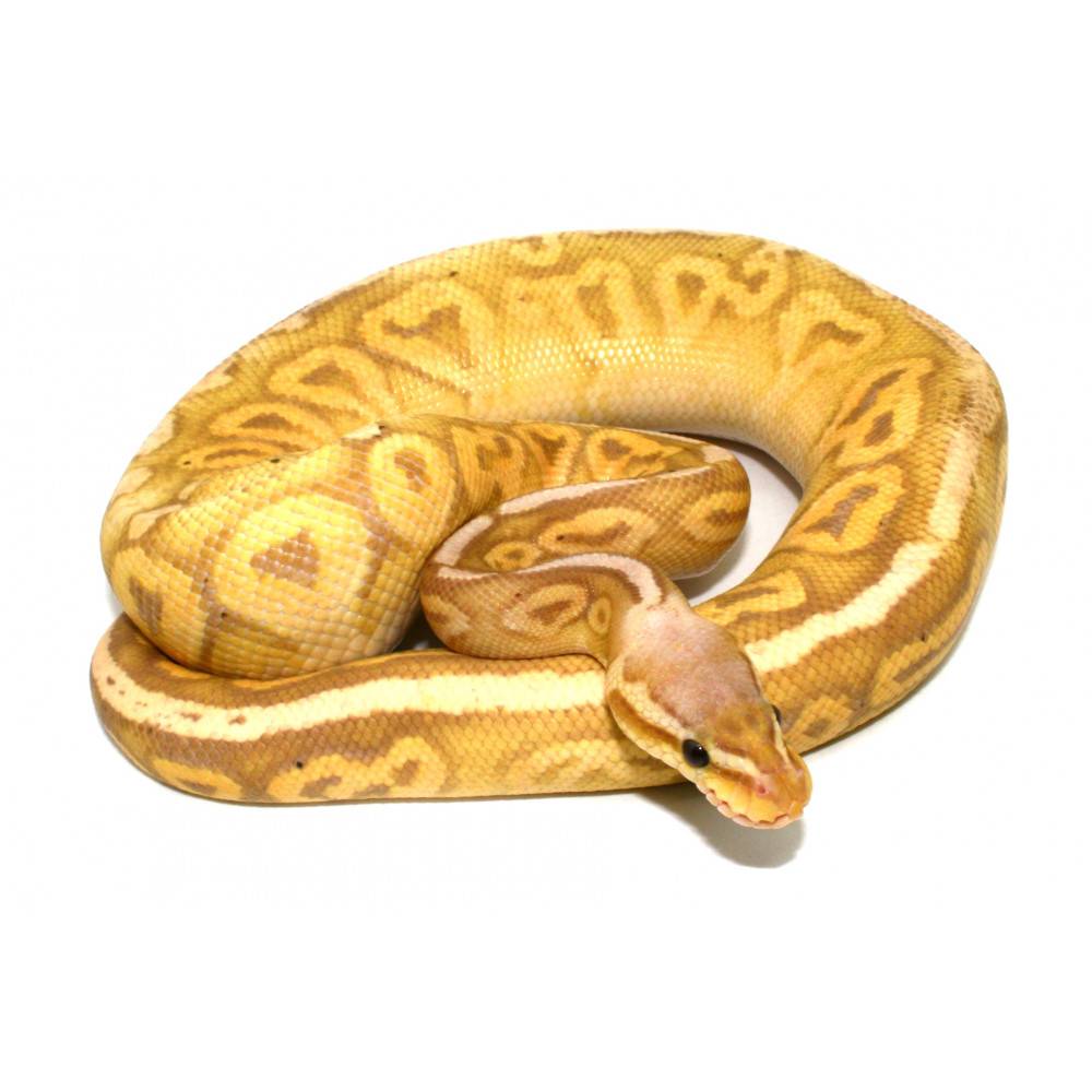 Python regius "Banana Pewter" - Python royal