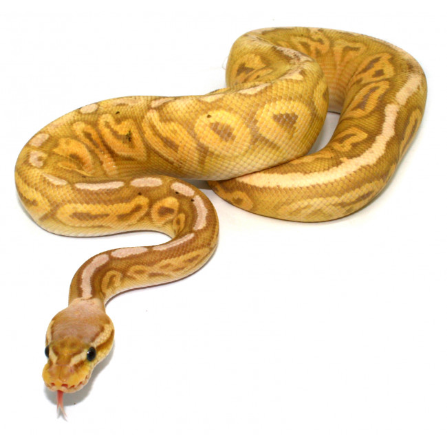 Python regius "Banana Pewter" - Python royal