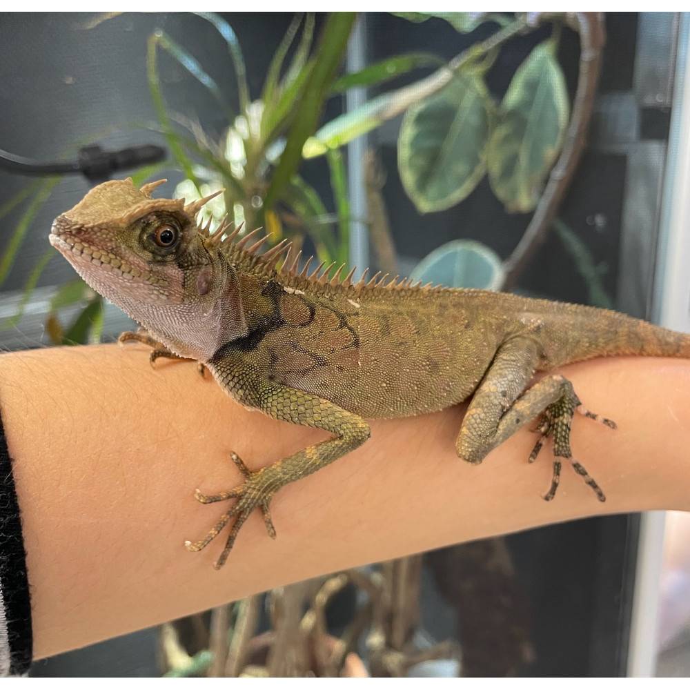 Acanthosaura armata - Dragon cornu des montagnes