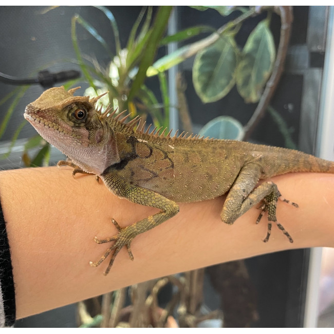 Acanthosaura armata - Dragon cornu des montagnes