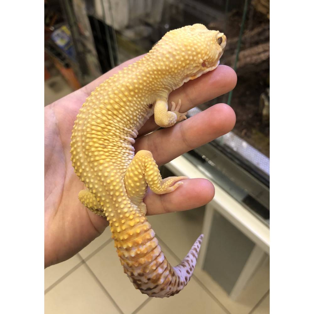 Gecko léopard "Sunglow Bell" - Eublepharis macularius