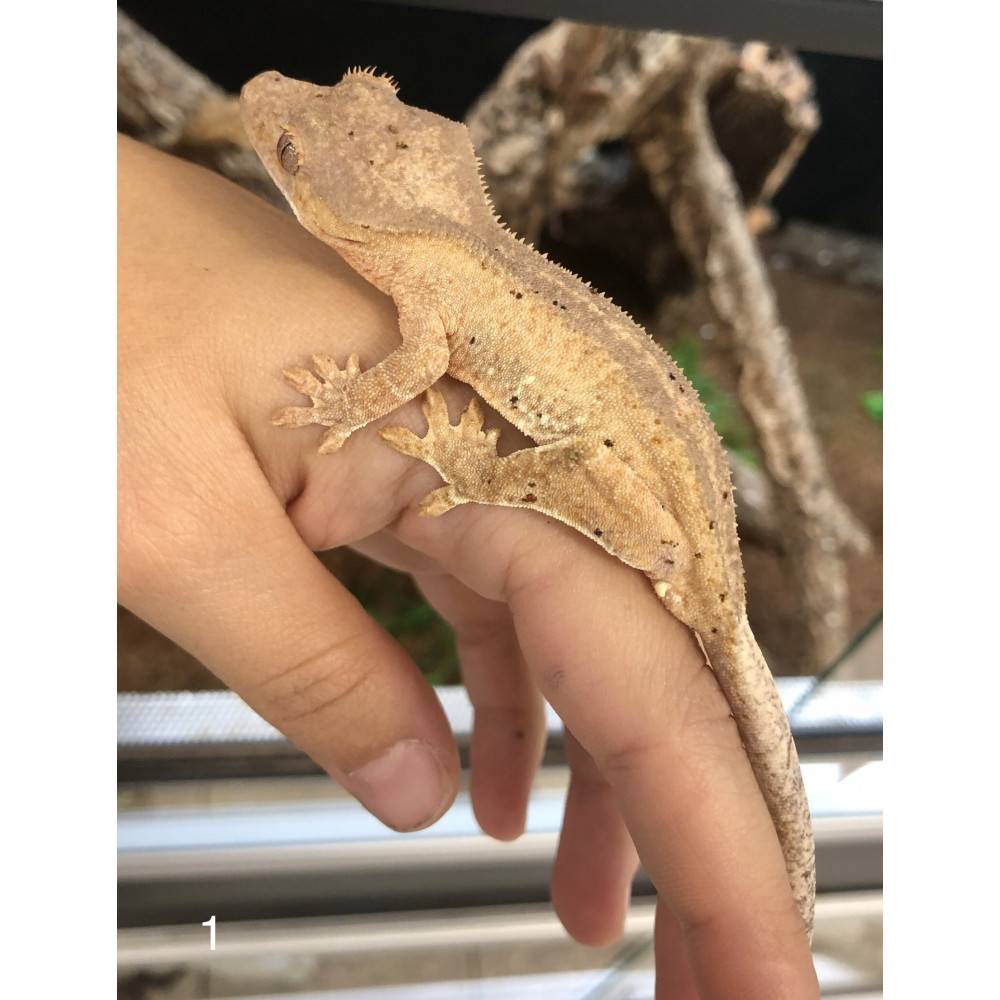 Gecko à crête "Brindle Dalmatien" - Correlophus ciliatus