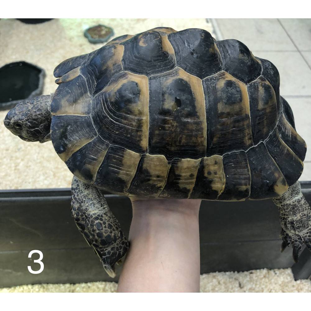 Tortue grecque - Testudo graeca ibera