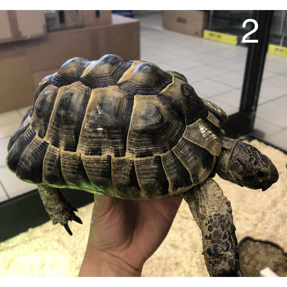 Tortue grecque - Testudo graeca ibera