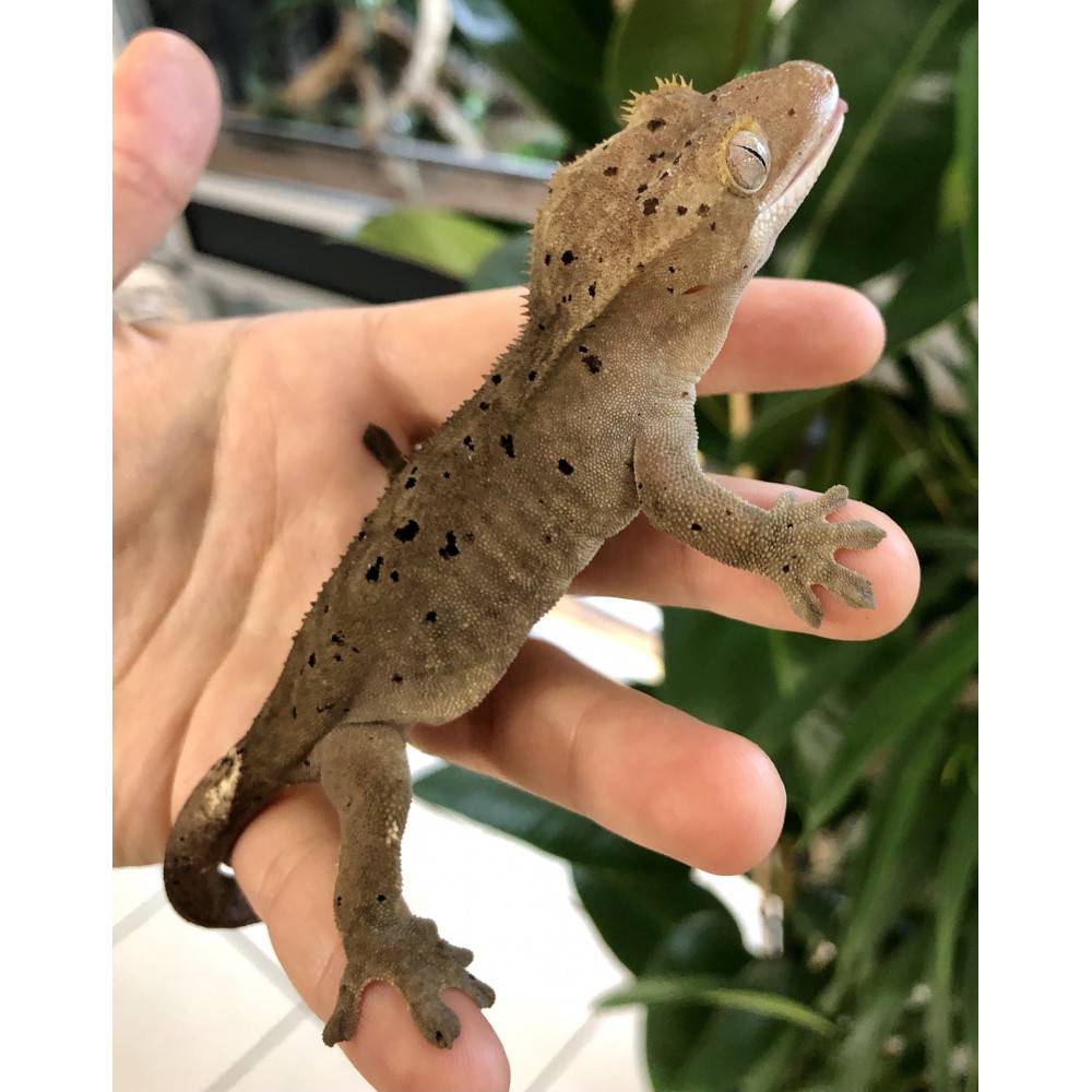 Correlophus ciliatus "Dalmatien" - Gecko à crête