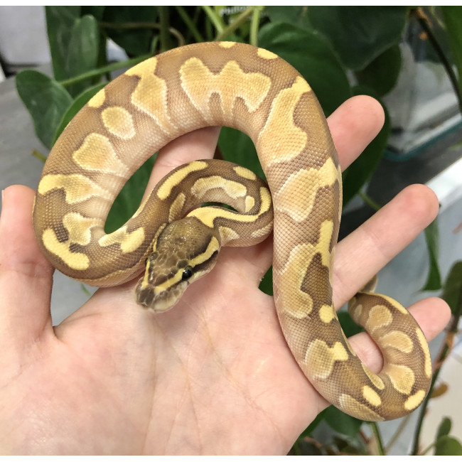 Python regius "Caramel Albinos" - Python royal