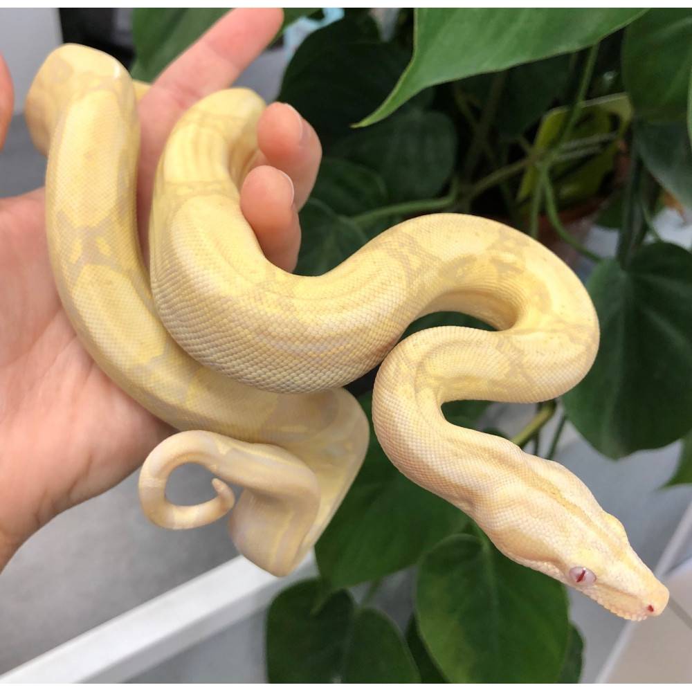 Boa (constrictor) imperator "Mooglow" - Boa empereur -Bebesaurus