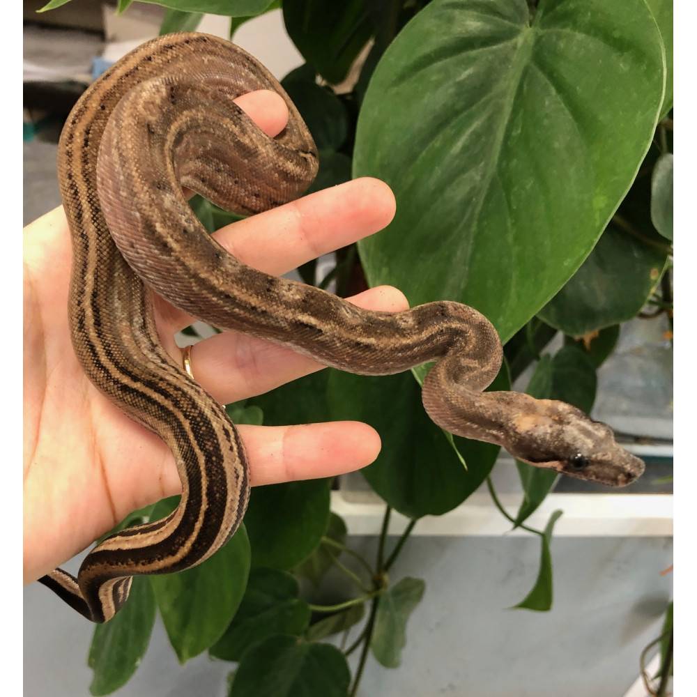 Boa (constrictor) imperator "Motley" - Boa empereur