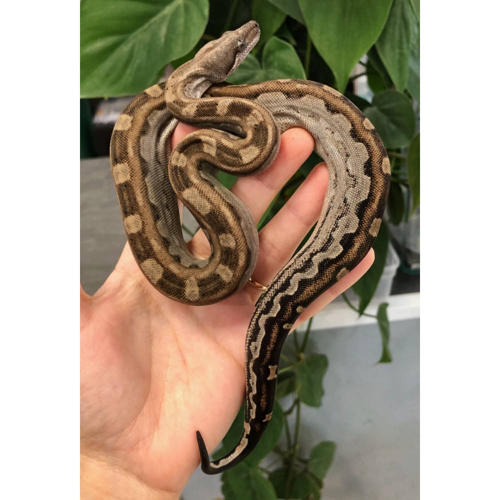Boa (constrictor) imperator "Motley" - Boa empereur