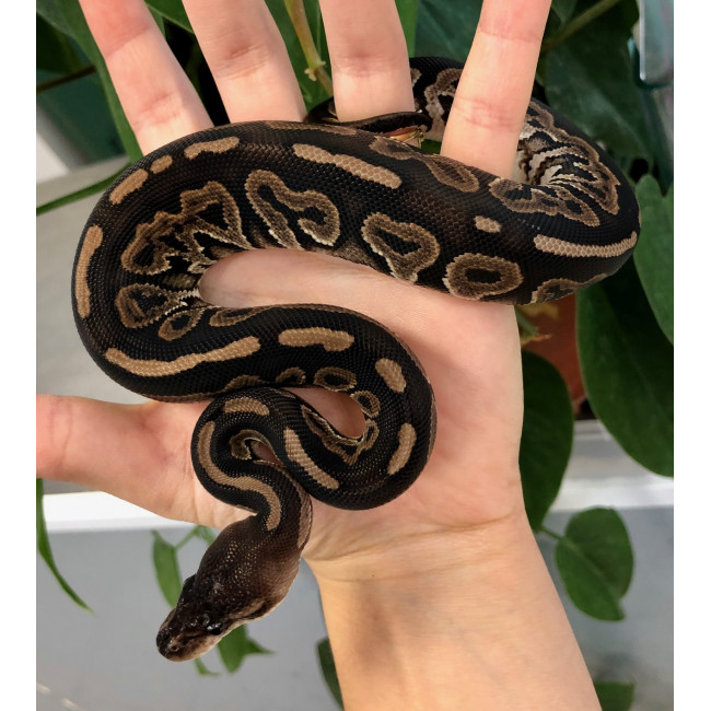 Python regius "Cinnamon" - Python royal