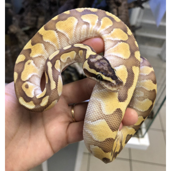 Python royal "Enchi Pastel Butter" - Python regius