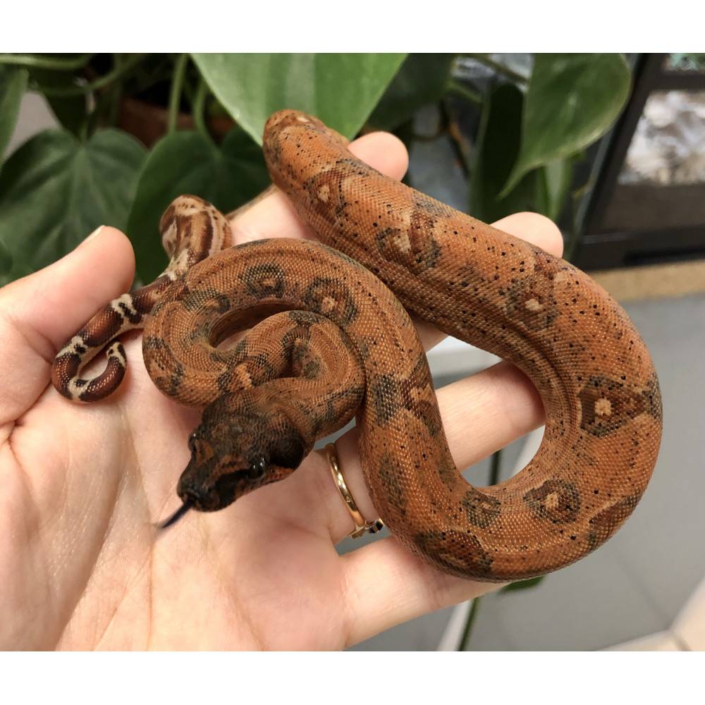 Boa empereur "Hypo Leopard" - Boa imperator