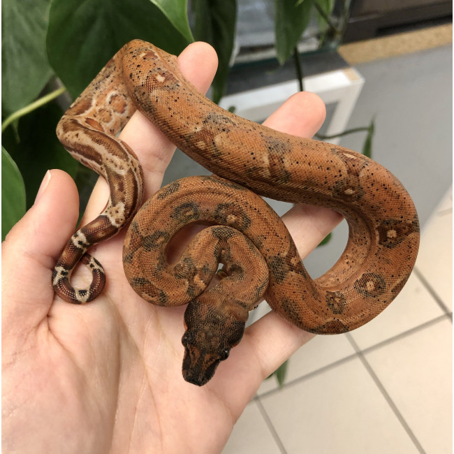 Boa empereur "Hypo Leopard" - Boa imperator
