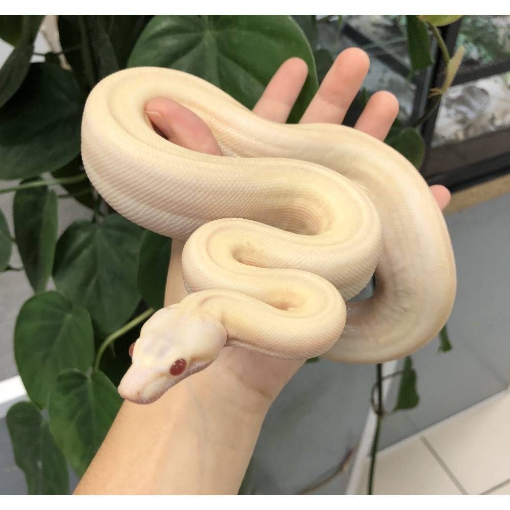 Boa (constrictor) imperator "Eclipse albinos" - Boa empereur -Bebesaurus