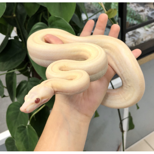 Boa (constrictor) imperator "Eclipse albinos" - Boa empereur -Bebesaurus