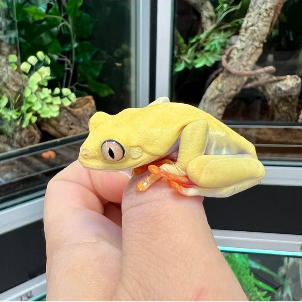 Agalychnis callidryas "Lutino" - Rainette aux yeux rouges