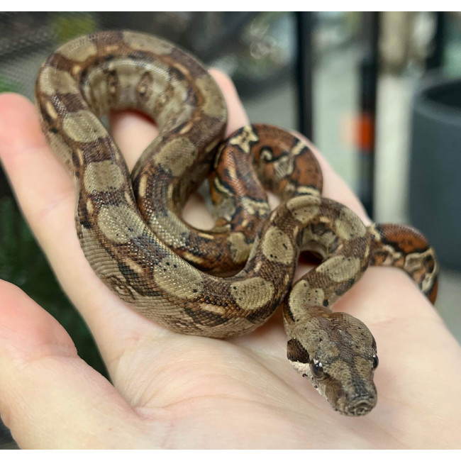 Boa empereur "El Salvador" - Boa imperator