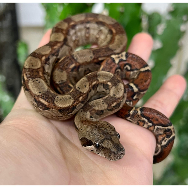 Boa empereur "El Salvador" - Boa imperator