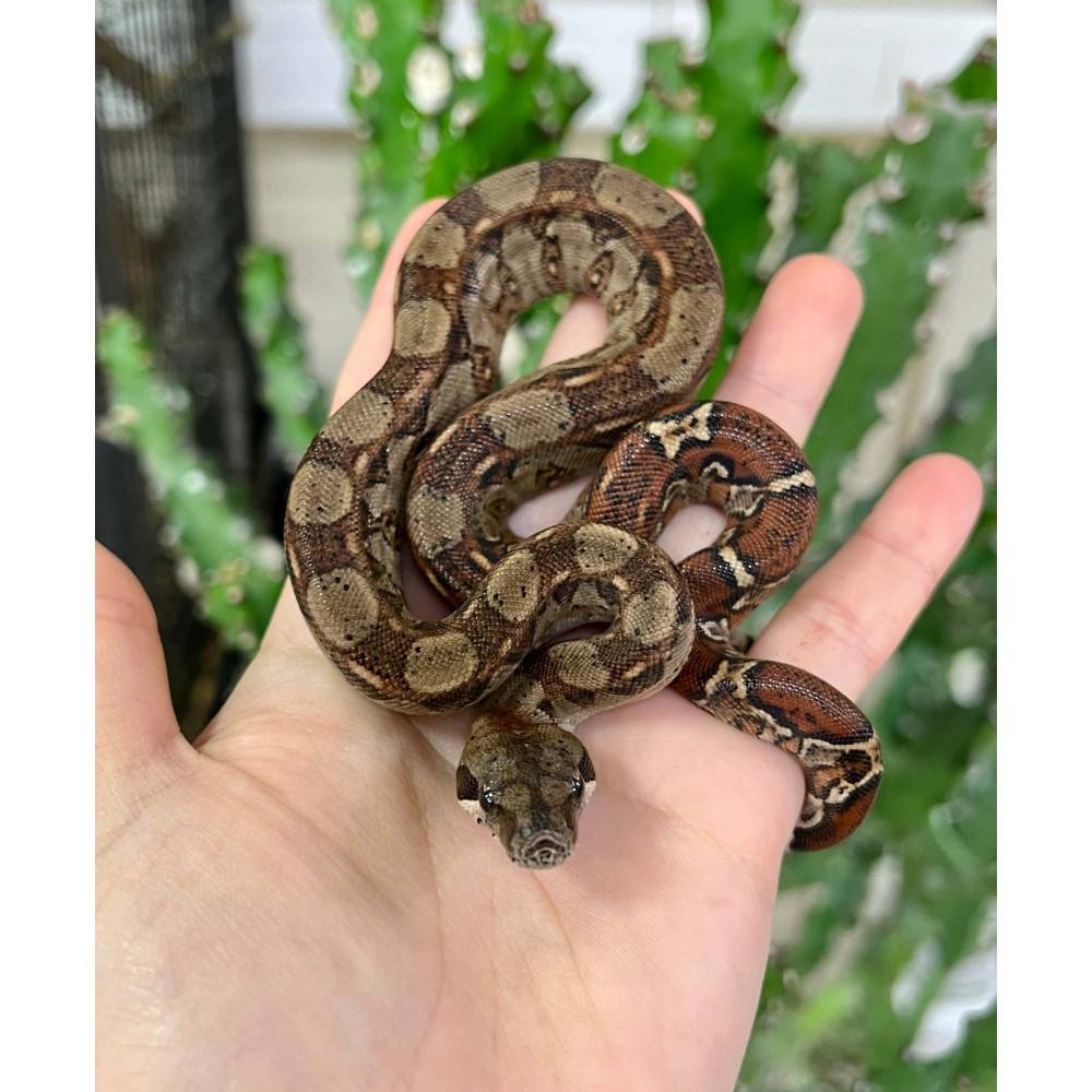 Boa empereur "El Salvador" - Boa imperator