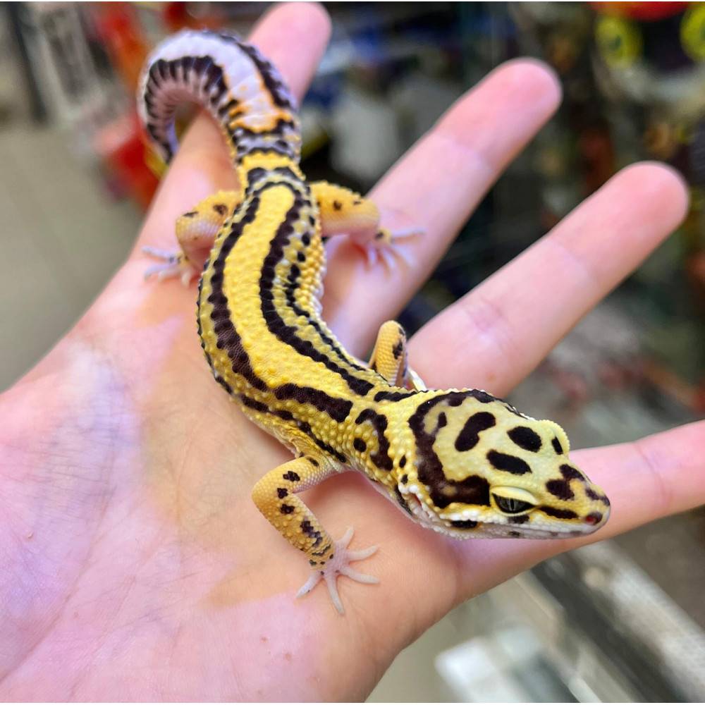 Eublepharis macularius "Bandit" - Gecko léopard