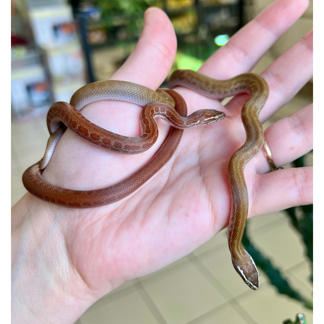 Boaedon (Lamprophis) capensis - Serpent des maisons du Cap