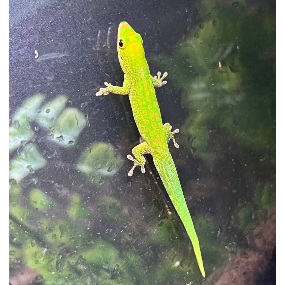 Phelsuma pasteuri - Gecko diurne de Pasteur