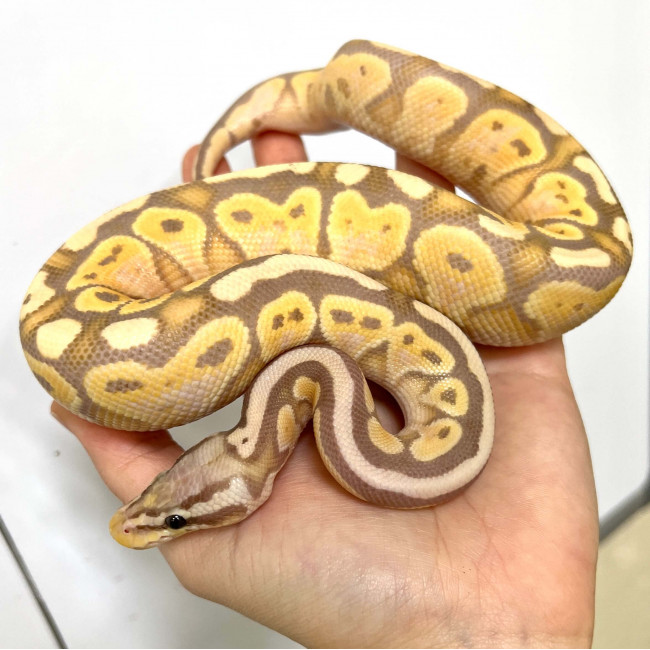 Python regius "Banana pastel" - Python royal