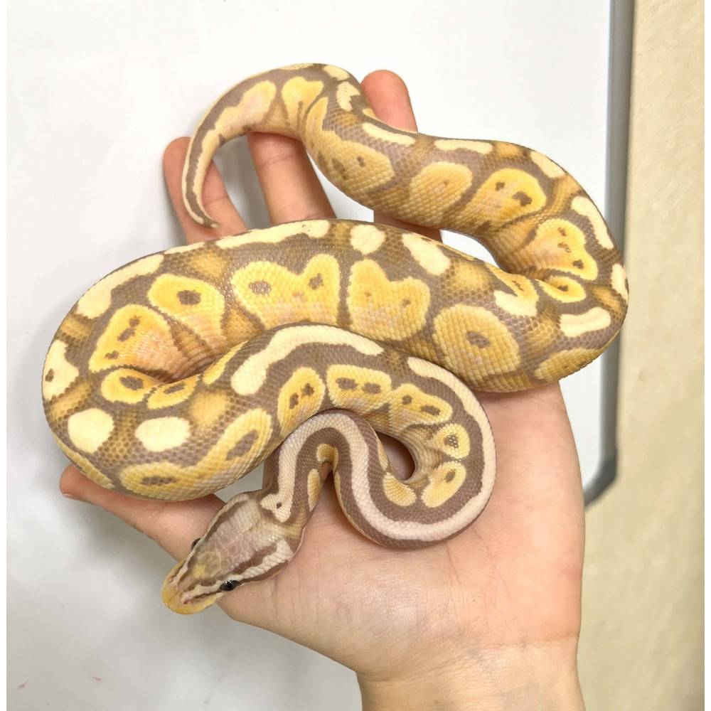 Python regius "Banana pastel" - Python royal