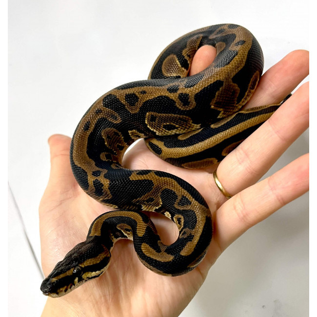 Python regius "Black Pastel" - Python royal