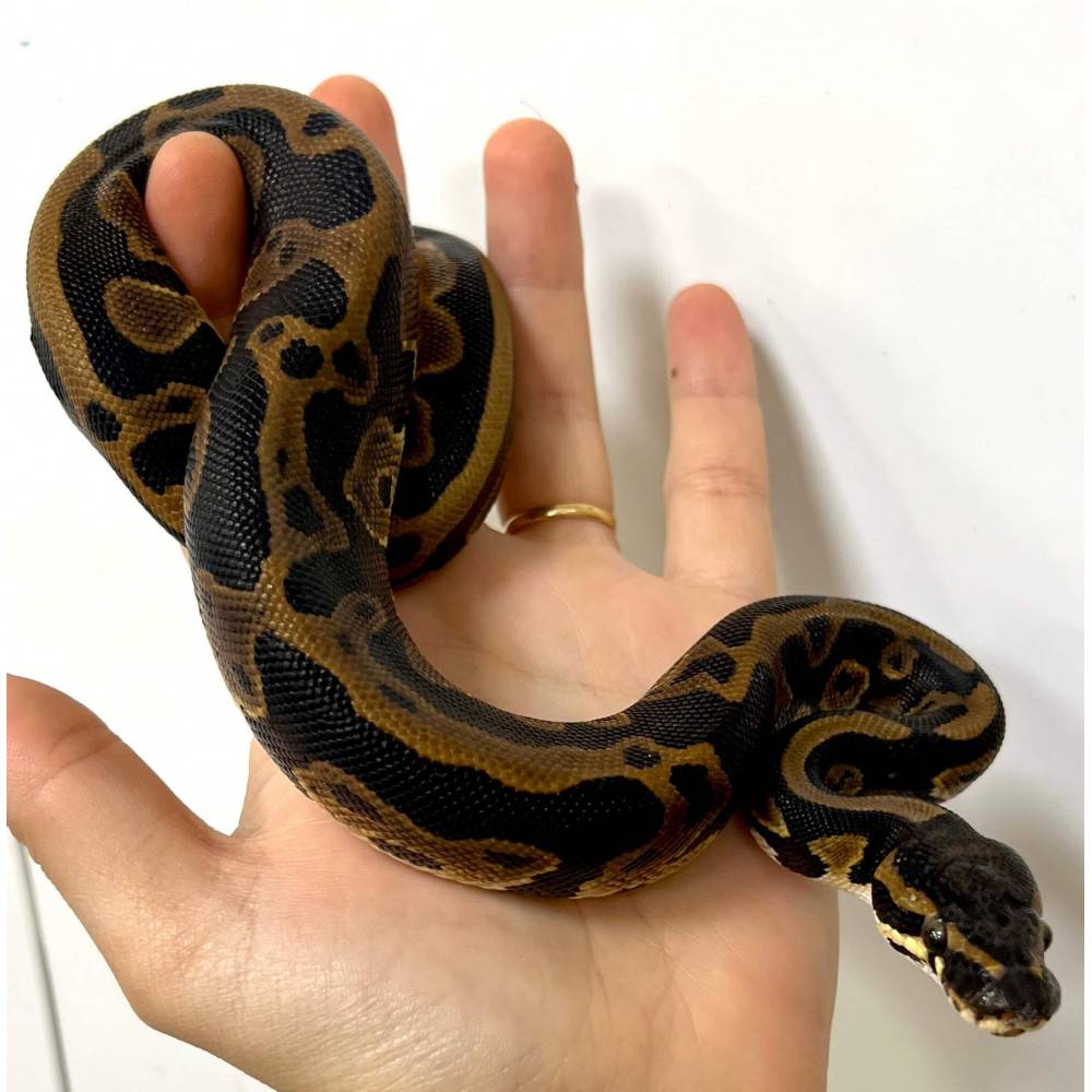 Python regius "Black Pastel" - Python royal