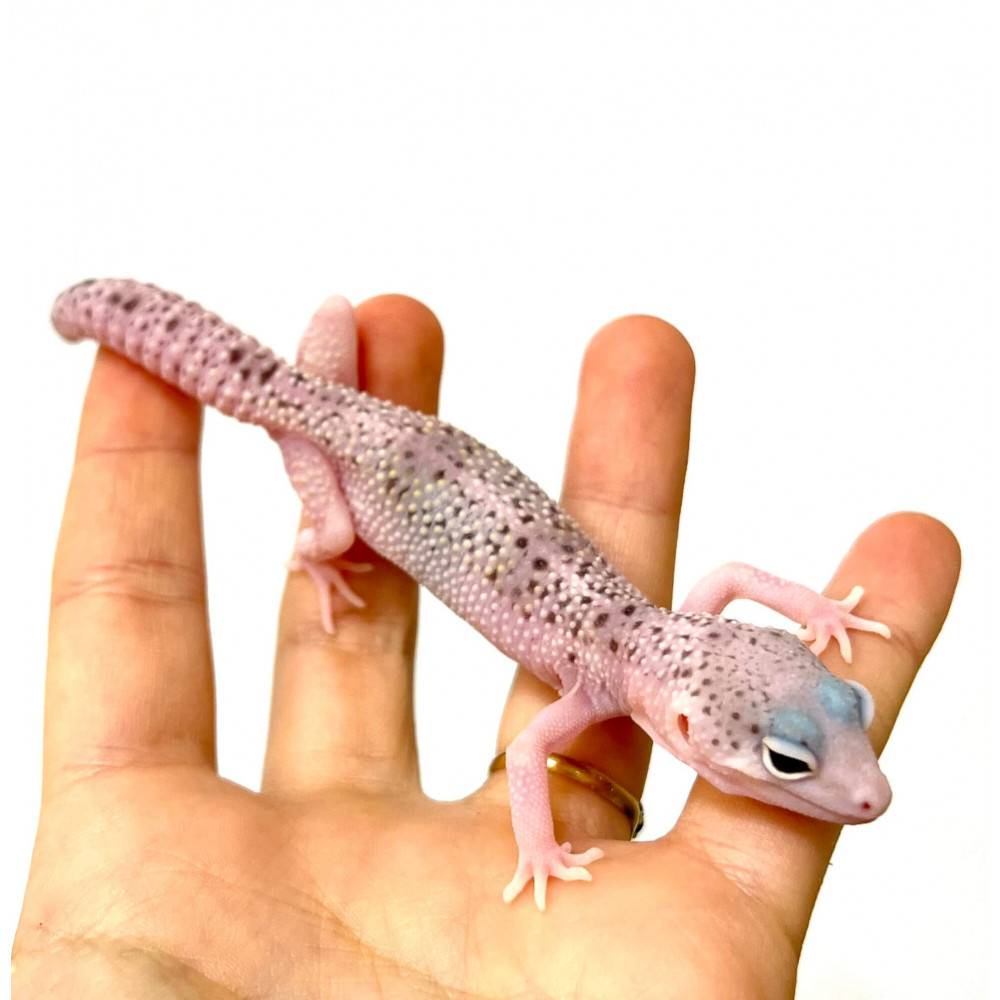 Eublepharis macularius "White Snow Eclipse" - Gecko léopard