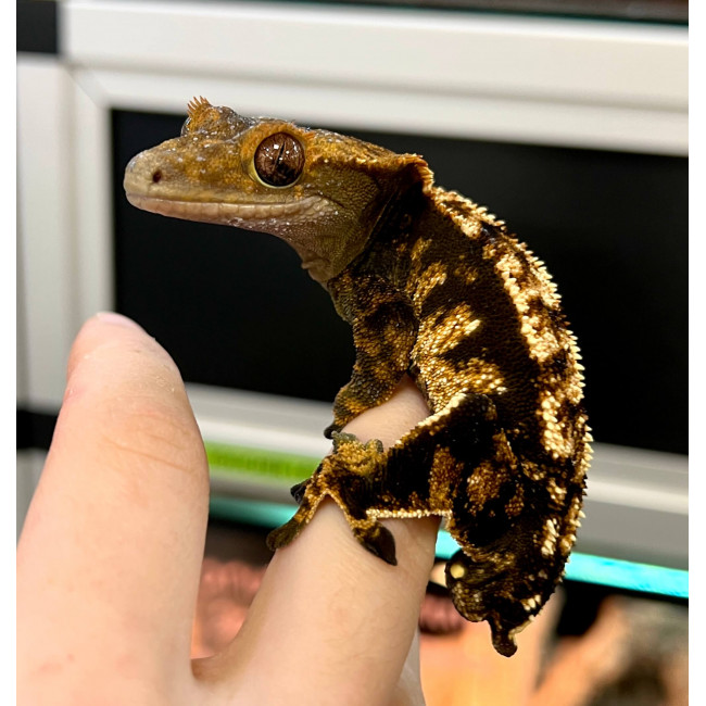Correlophus ciliatus TAIL LESS "Black extrem Harlequin" - Gecko à crête