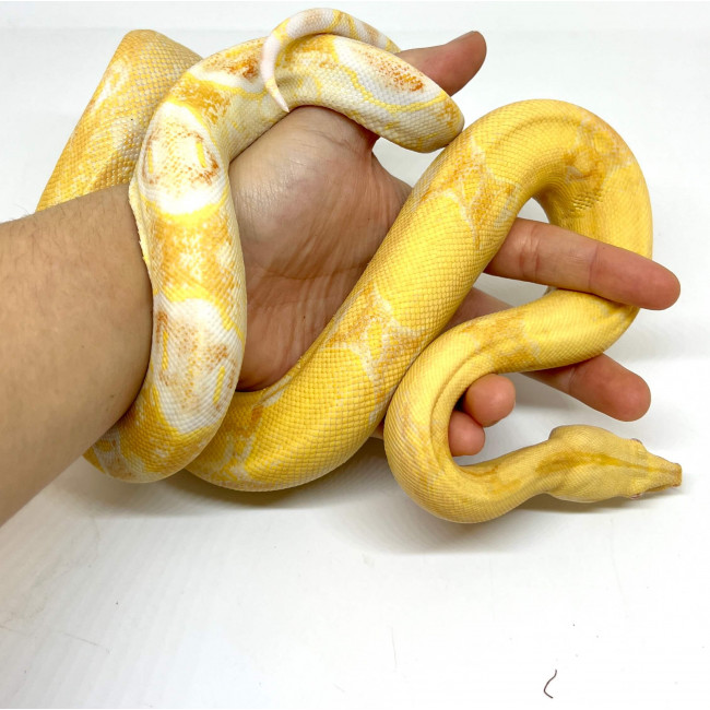 Boa (constrictor) imperator "Sunglow Sharp" - Boa empereur -Bebesaurus