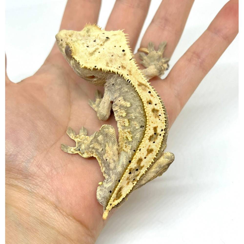 Correlophus ciliatus TAIL LESS "Dalmatien Pinstripe" - Gecko à crête