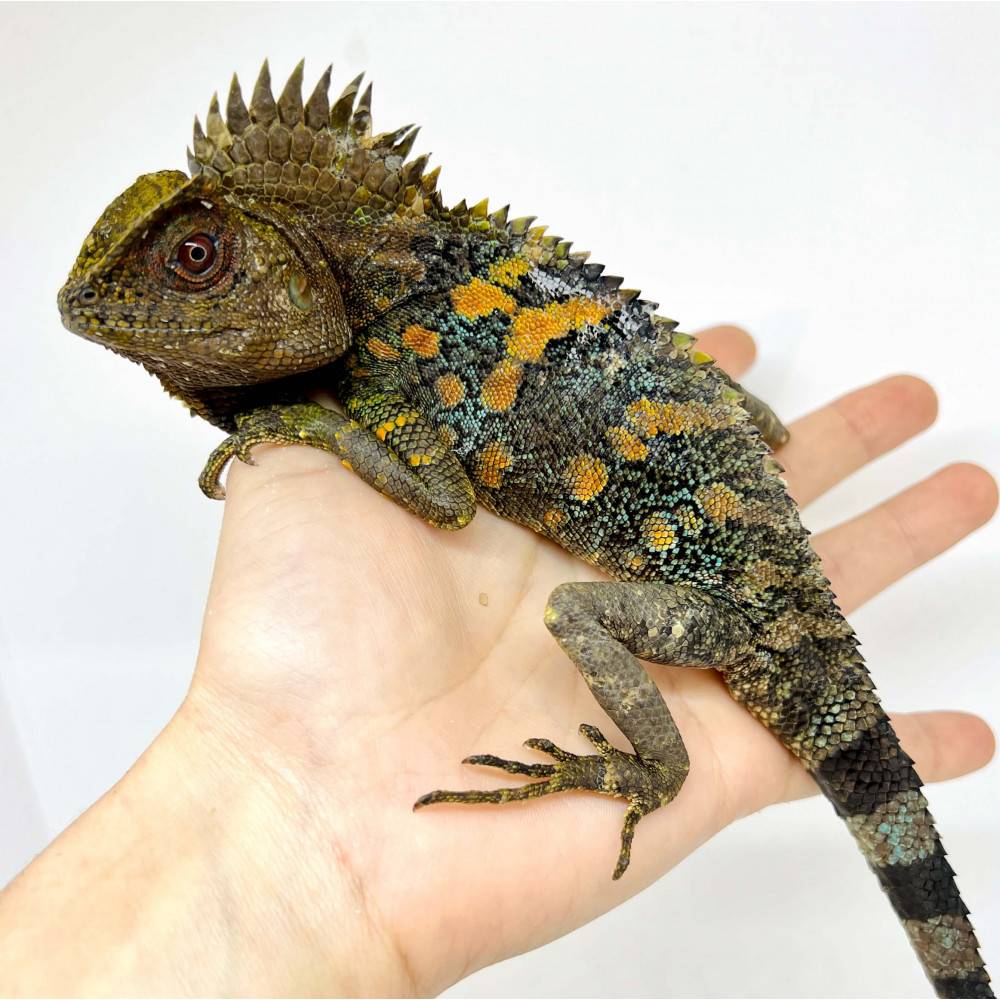 Agame caméléon - Gonocephalus chamaeleontinus
