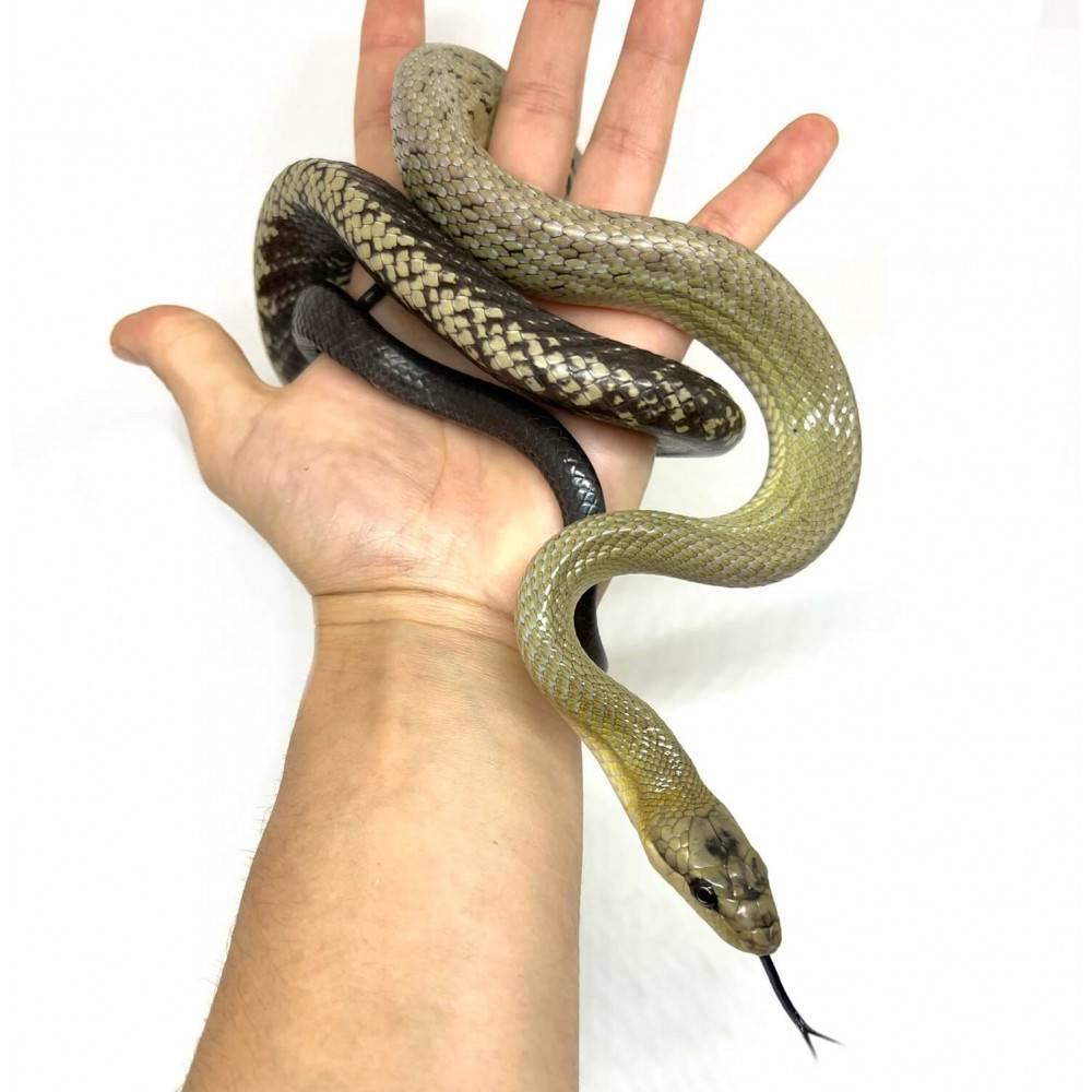 Gonyosoma jansenii - Serpent ratier à queue noire