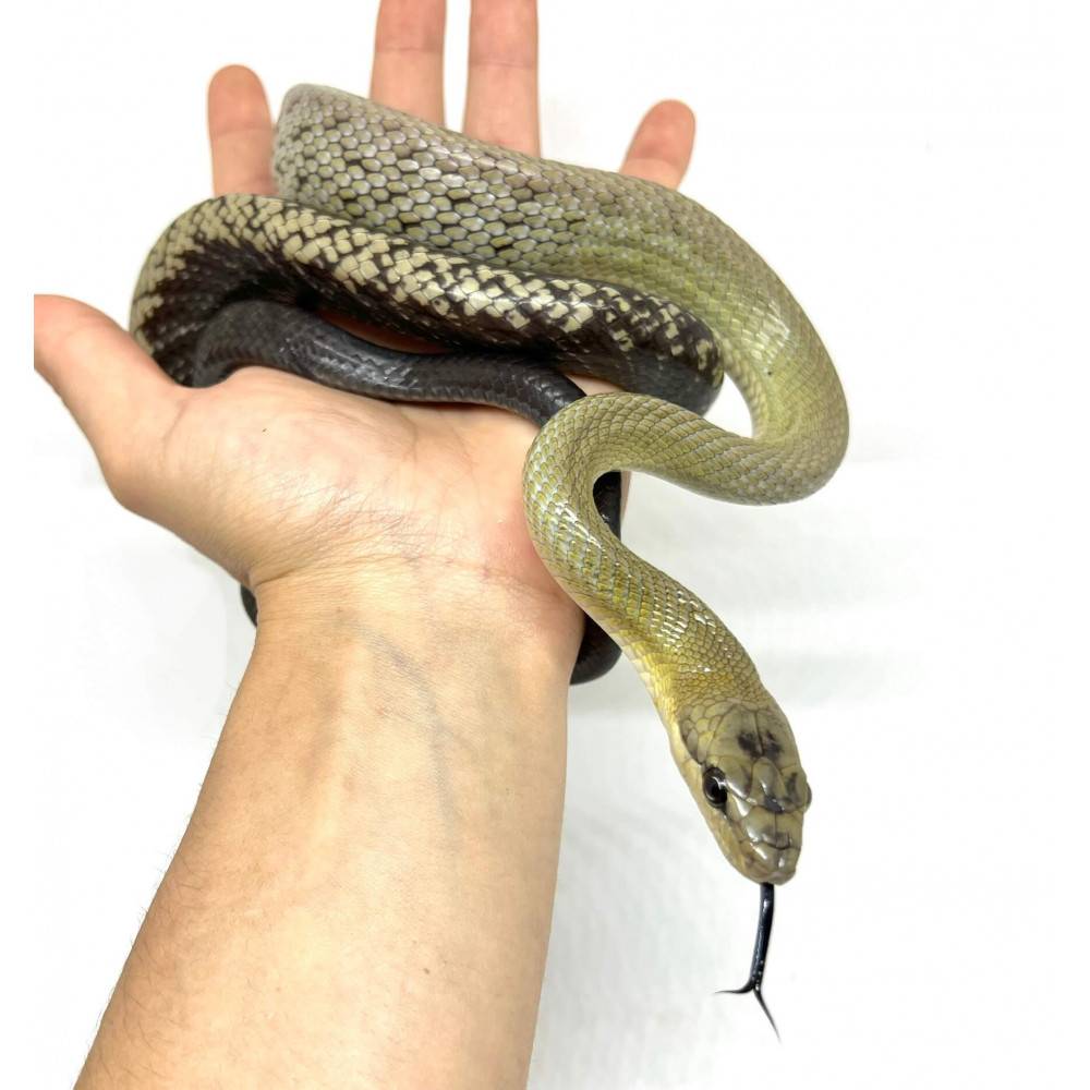 Gonyosoma jansenii - Serpent ratier à queue noire